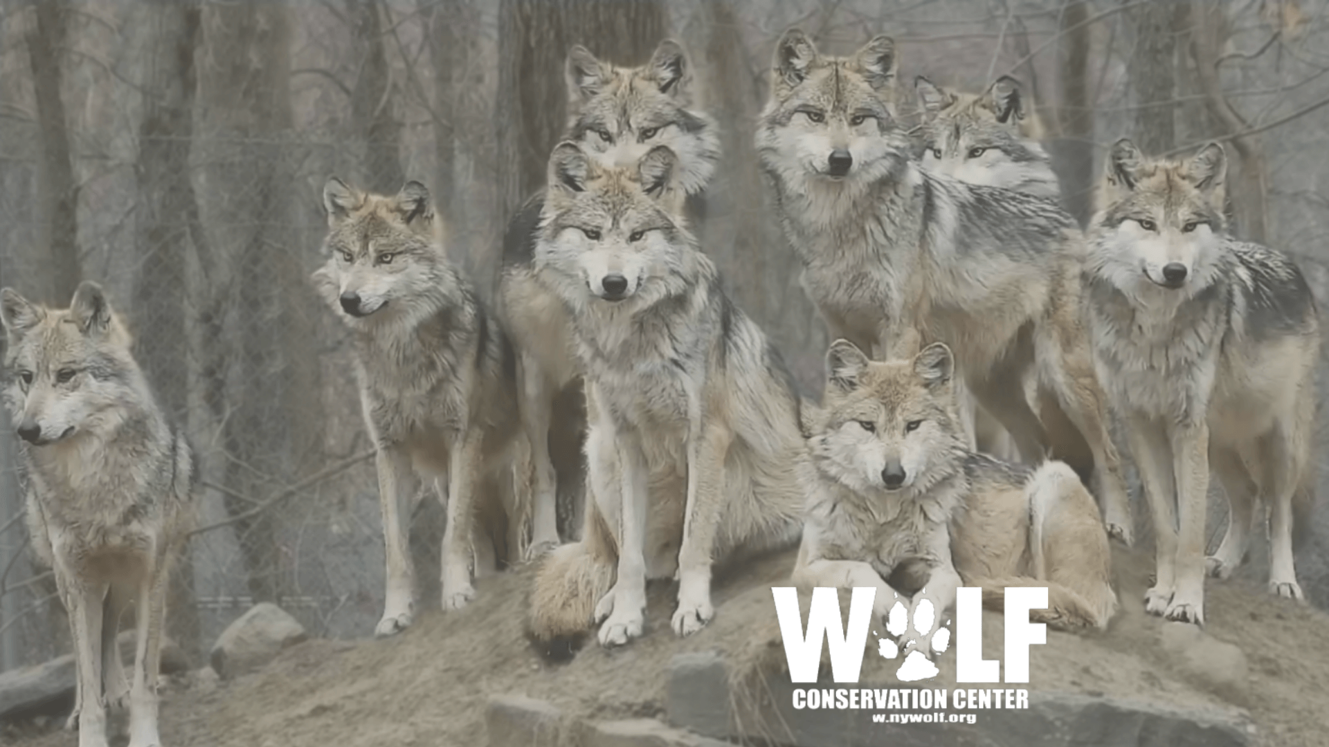 The Wolf Conservation Center | Streamlabs Charity